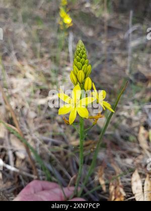 Kopievas (Bulbine) Plantae Stock Photo - Alamy