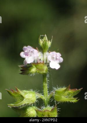 Mini-shiso (Mosla scabra) Plantae Stock Photo - Alamy