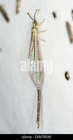 Long-tailed Antlions (Brachynemurini) Insecta Stock Photo - Alamy