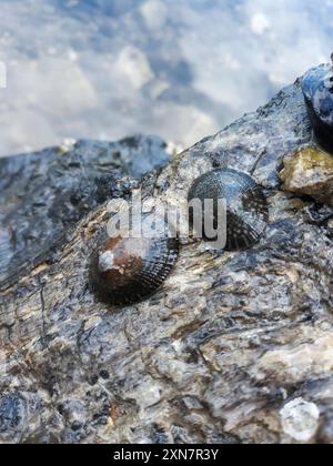 Lottia Limpets (Lottia) Mollusca Stock Photo - Alamy