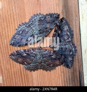 Tissue Moth (Triphosa haesitata) Insecta Stock Photo - Alamy