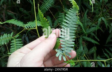 Comb Forkedfern (Gleichenella pectinata) Plantae Stock Photo - Alamy