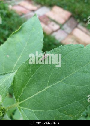 Sunflower Seed Maggot (Neotephritis finalis) Insecta Stock Photo - Alamy