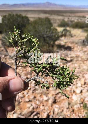 redberry juniper (Juniperus arizonica Stock Photo - Alamy