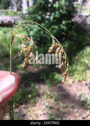Small-flower Woodrush (Luzula parviflora) Plantae Stock Photo - Alamy