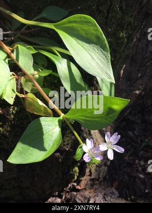Candy Flower (Claytonia sibirica) Plantae Stock Photo - Alamy