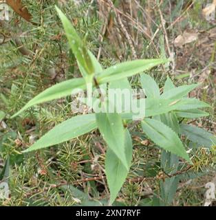 derwent speedwell (Veronica derwentiana) Plantae Stock Photo - Alamy