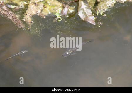 Blackstripe Topminnow (Fundulus notatus) Actinopterygii Stock Photo - Alamy