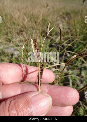 beaked sedge (Carex rostrata) Plantae Stock Photo - Alamy