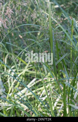 sedges (Cyperaceae) Plantae Stock Photo - Alamy