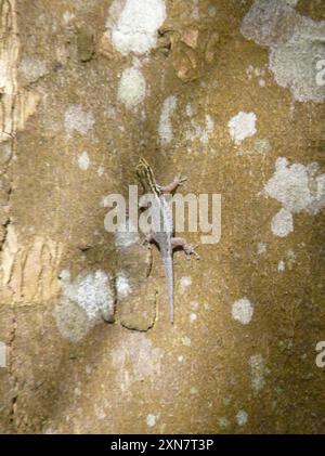Painted Dwarf Gecko (Lygodactylus picturatus Stock Photo - Alamy