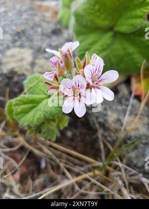 Austral Stork's-bill (Pelargonium australe) Plantae Stock Photo - Alamy