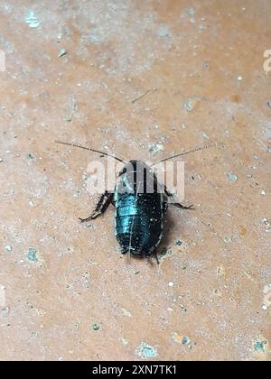 Cockroaches and Termites (Blattodea) Insecta Stock Photo - Alamy
