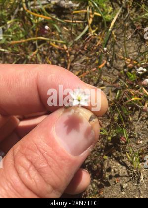 Corn spurrey (Spergula arvensis) Plantae Stock Photo - Alamy