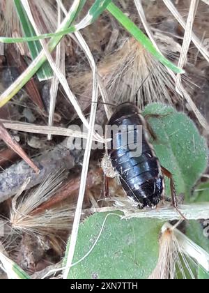 lobe-winged cockroach (Loboptera decipiens) Insecta Stock Photo - Alamy