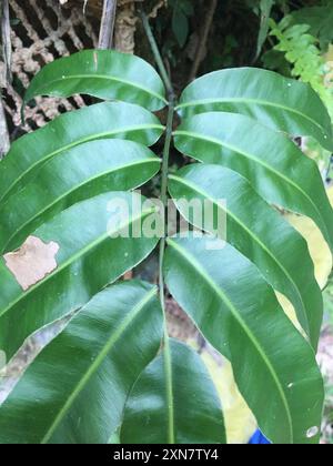 swamp vine fern (Stenochlaena palustris) Plantae Stock Photo - Alamy