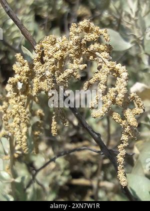 Mediterranean Saltbush (Atriplex halimus) Plantae Stock Photo - Alamy