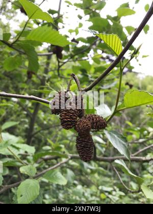 Red Alder (Alnus rubra) Plantae Stock Photo - Alamy
