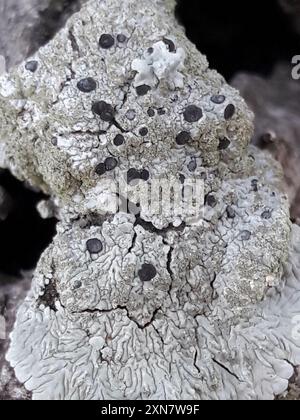 White Pleated Lichen (Diploicia canescens) Fungi Stock Photo - Alamy