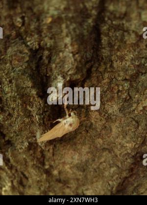 Owlet Moths and Allies (Noctuoidea) Insecta Stock Photo - Alamy