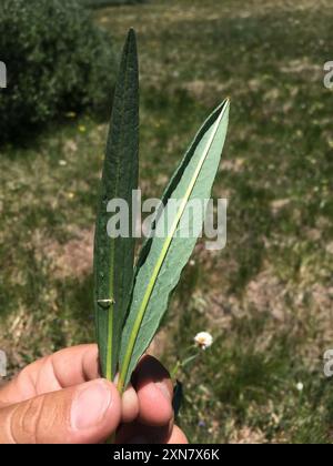 American bistort (Bistorta bistortoides) Plantae Stock Photo - Alamy