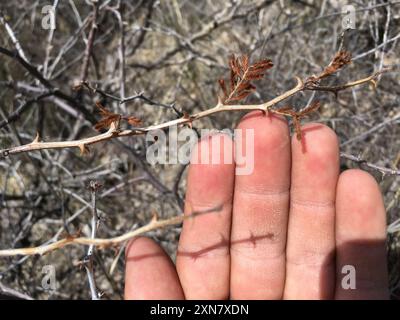 cat claw mimosa (Mimosa aculeaticarpa biuncifera) Plantae Stock Photo ...