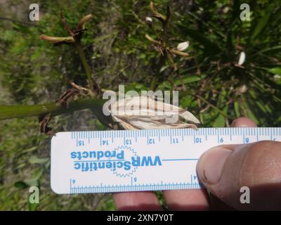 Weak-leaf Yucca (Yucca flaccida) Plantae Stock Photo - Alamy