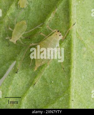 Blue Alfalfa Aphid (Acyrthosiphon kondoi) Insecta Stock Photo - Alamy
