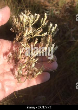 white boneset (Eupatorium album) Plantae Stock Photo - Alamy
