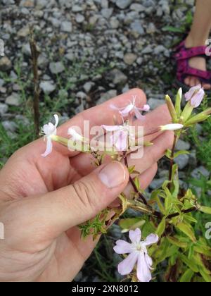 common soapwort (Saponaria officinalis) Plantae Stock Photo - Alamy