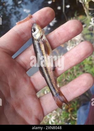Northern Pearl Dace (Margariscus nachtriebi) Actinopterygii Stock Photo ...