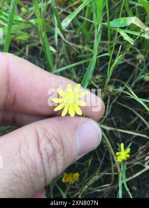 glue-seed (Blennosperma nanum) Plantae Stock Photo - Alamy