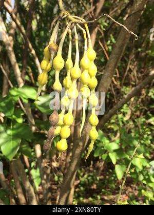 Necklace pod (Sophora tomentosa), Plantae, Dunedin, FL, USA Stock Photo ...