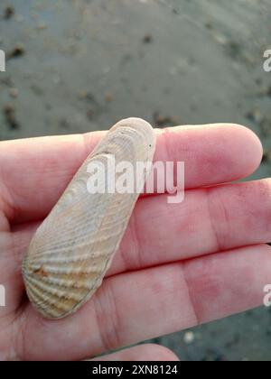 False Angelwing (Petricolaria pholadiformis) Mollusca Stock Photo - Alamy