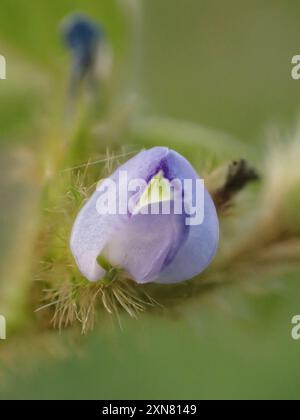 Calopo (Calopogonium mucunoides) Plantae Stock Photo - Alamy