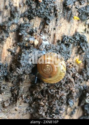 Typical Glass Snails (Oxychilus) Mollusca Stock Photo - Alamy