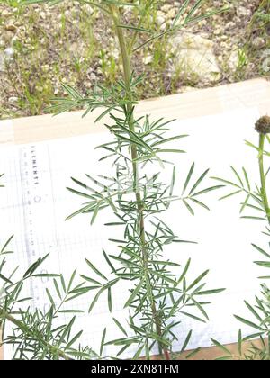 Compact Prairie Clover (Dalea compacta) Plantae Stock Photo - Alamy