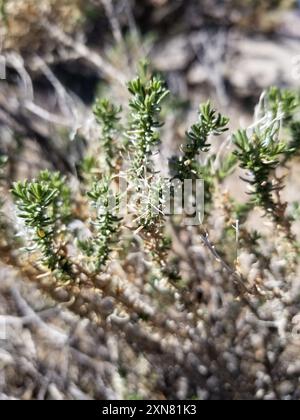 goldenbushes (Ericameria) Plantae Stock Photo - Alamy