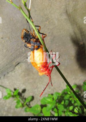 (Spartocera fusca) Insecta Stock Photo - Alamy