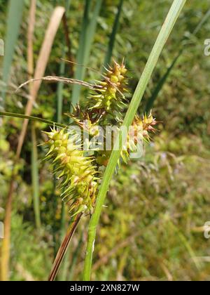 retrorse sedge (Carex retrorsa) Plantae Stock Photo - Alamy
