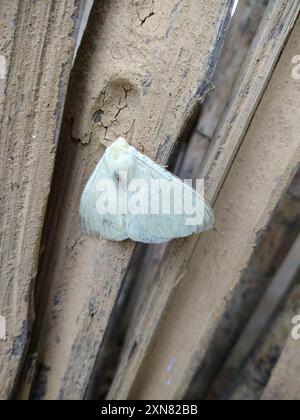 (Arctornis), Insecta, 中国江西省上饶市婺源县 Stock Photo - Alamy