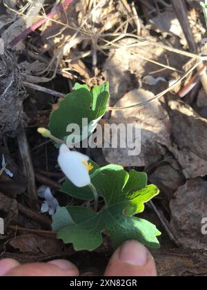 bloodroot (Sanguinaria canadensis) Plantae Stock Photo - Alamy