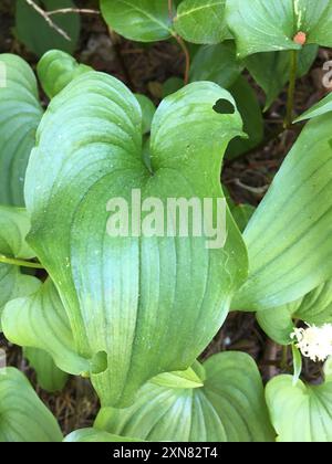 Western Lily of the Valley (Maianthemum dilatatum) Plantae Stock Photo ...