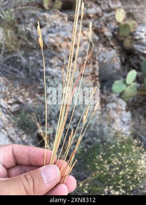 tanglehead (Heteropogon contortus) Plantae Stock Photo - Alamy