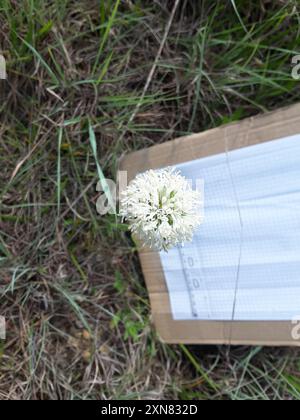 Barbara's-buttons (Marshallia caespitosa) Plantae Stock Photo - Alamy