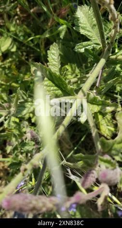 western vervain (Verbena lasiostachys) Plantae Stock Photo - Alamy