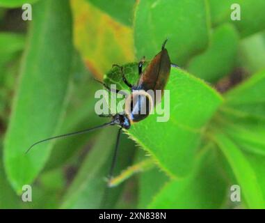 (Pseudomops neglectus) Insecta Stock Photo - Alamy