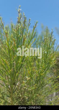 Desert Broom (Baccharis sarothroides) Plantae Stock Photo - Alamy