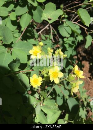 sticky cinquefoil (Drymocallis glandulosa) Plantae Stock Photo - Alamy