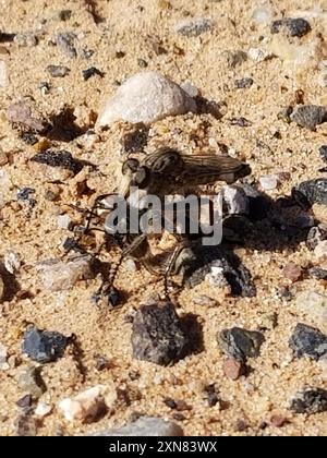 Hammertails (Efferia) Insecta Stock Photo - Alamy